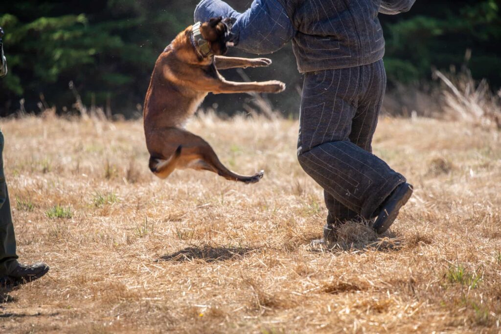 Dog Bites FAQs | Britto & Herman Injury Lawyers | Jupiter, FL